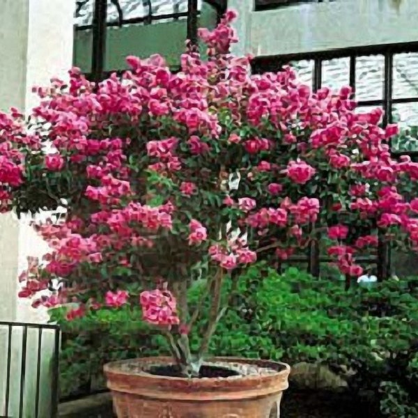 Crape Myrtle Tree - Etsy