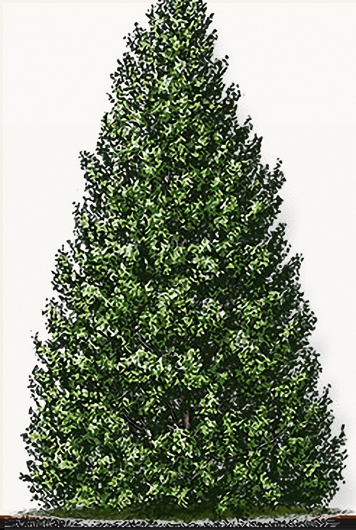 Live Foster Holly Tree - Self Pollinating Evergreen, Red Berries (1-2 ...