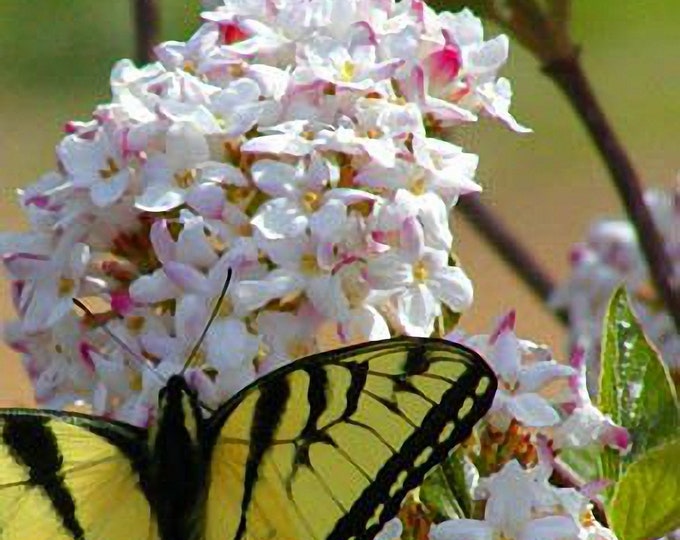 Viburnum Burkwoodii 'mohawk' Burkwood Viburnum Live Plant 4 Pot Size - Etsy