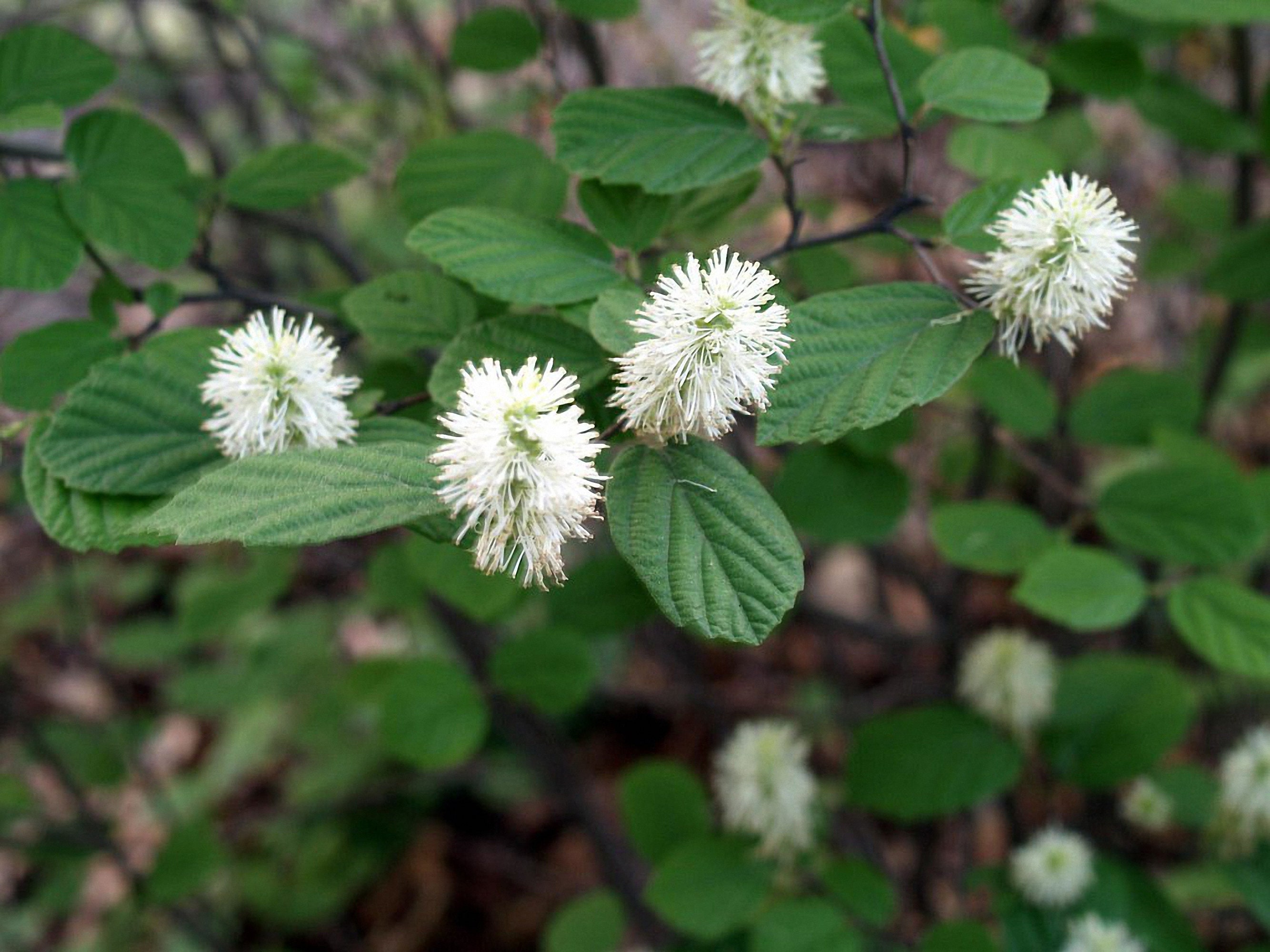 Fothergilla Major Fruit