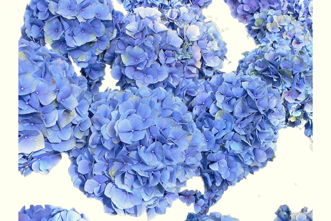 Nikko Blue Hydrangea - Live Plant Shipped 1 Foot Tall (no AK,HI,PR) - Etsy