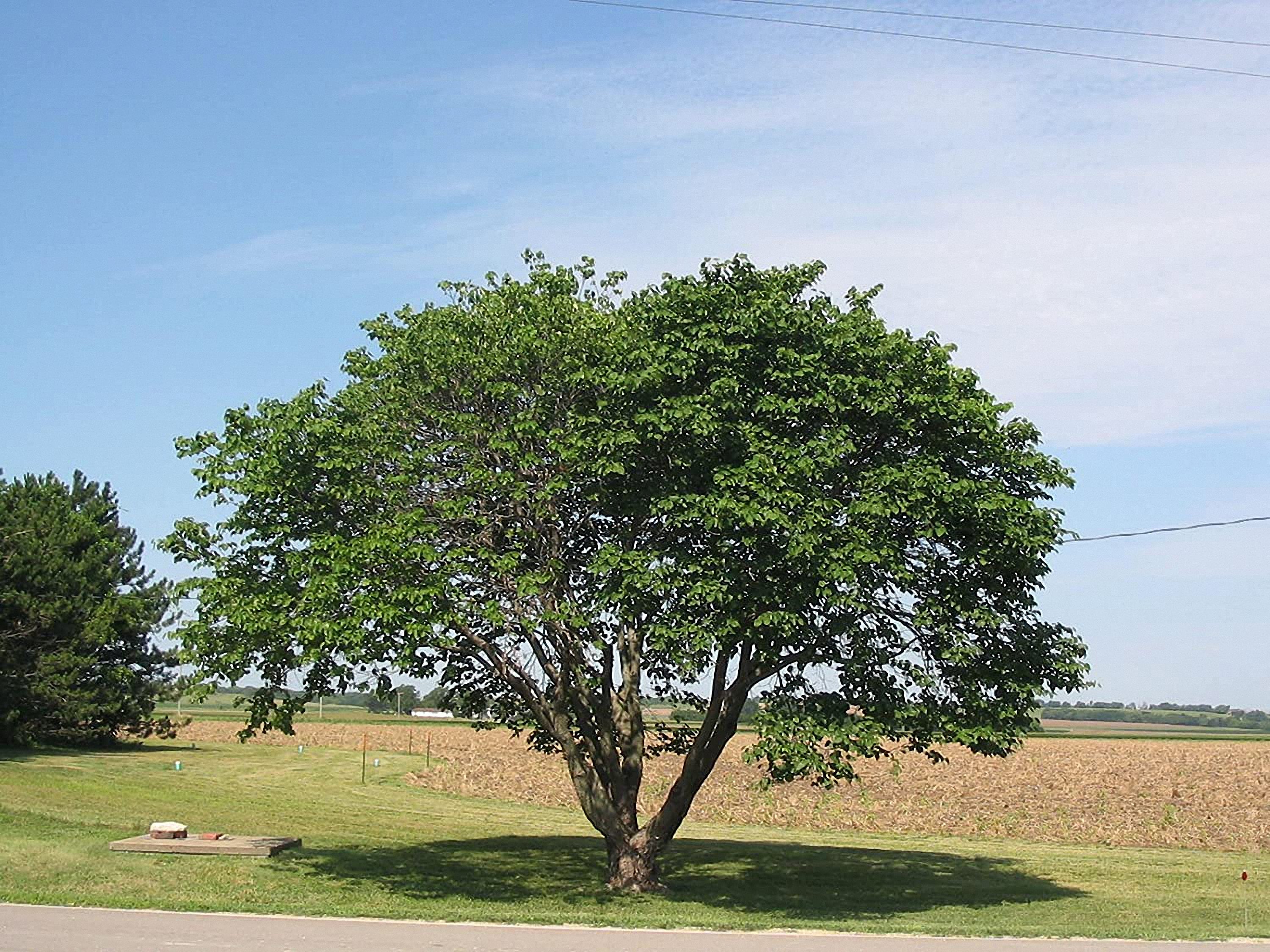 Eastern Redbud Tree Live Plant Shipped 2 to 3 Feet Tall by - Etsy
