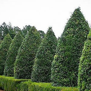 Live Foster Holly Tree - Self Pollinating Evergreen, Red Berries (1-2 ...