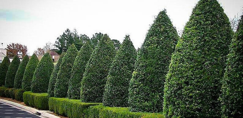 Live Foster Holly Tree - Self Pollinating Evergreen, Red Berries (1-2 ...