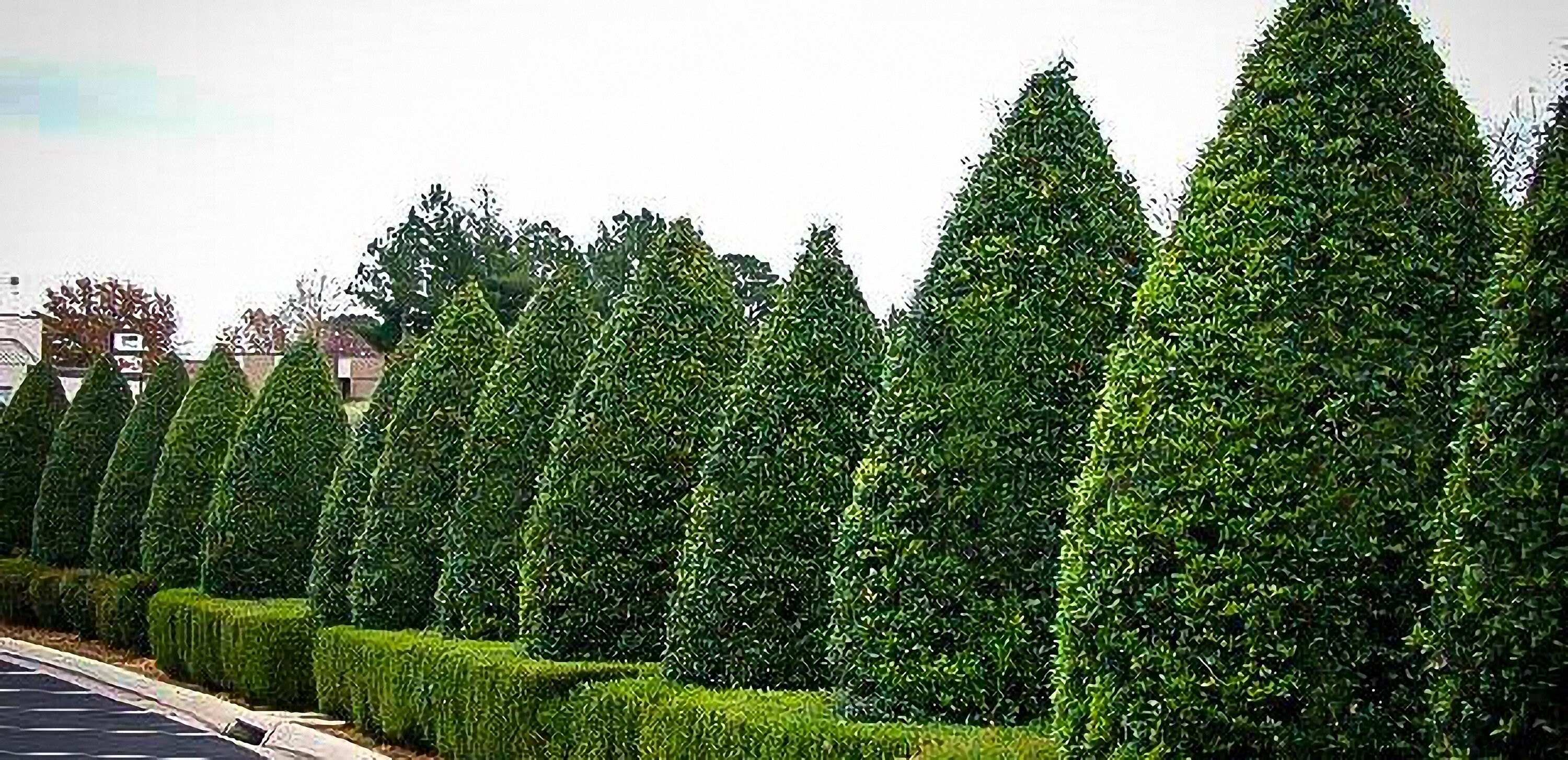 Foster Holly Self-Pollinating Live Tree 1-2 Ft. Tall - Etsy.de