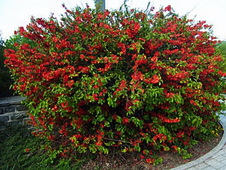 Texas Scarlet Flowering Quince – Red Japanese Shrub (live Plant 1-2ft ...