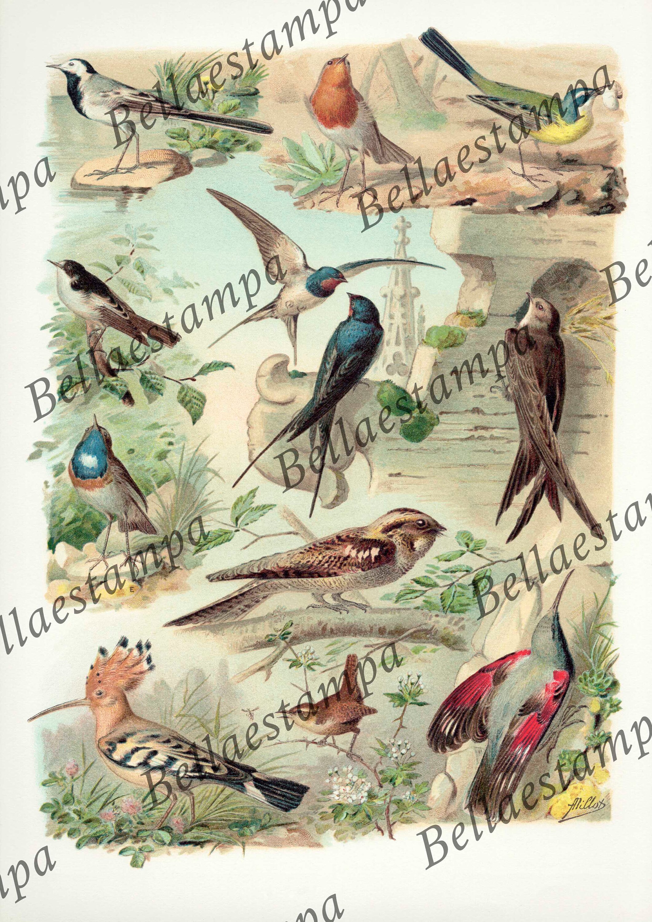 AVES. Descarga digital. Hoja de collage para diario basura, collage ...