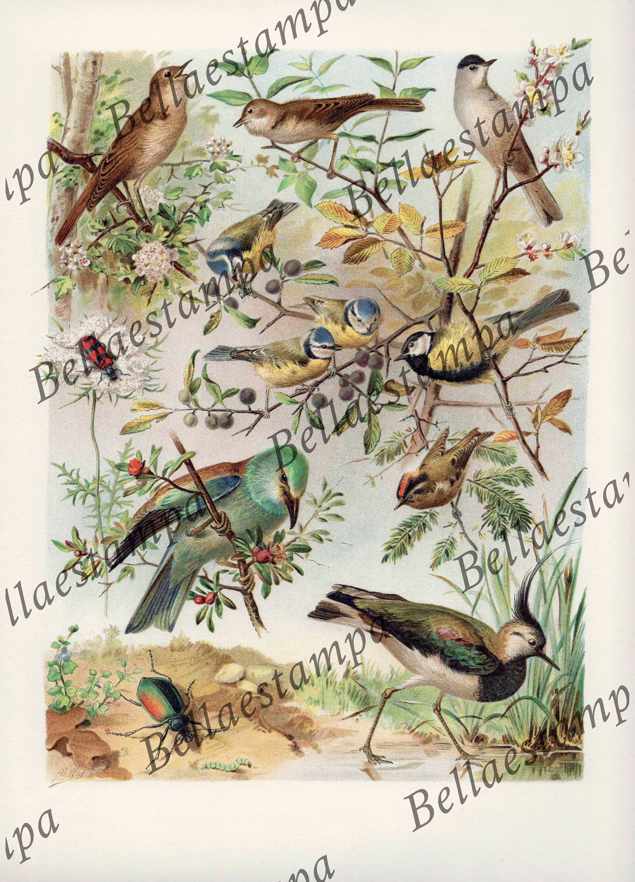 AVES. Descarga digital. Hoja de collage para diario basura, collage ...