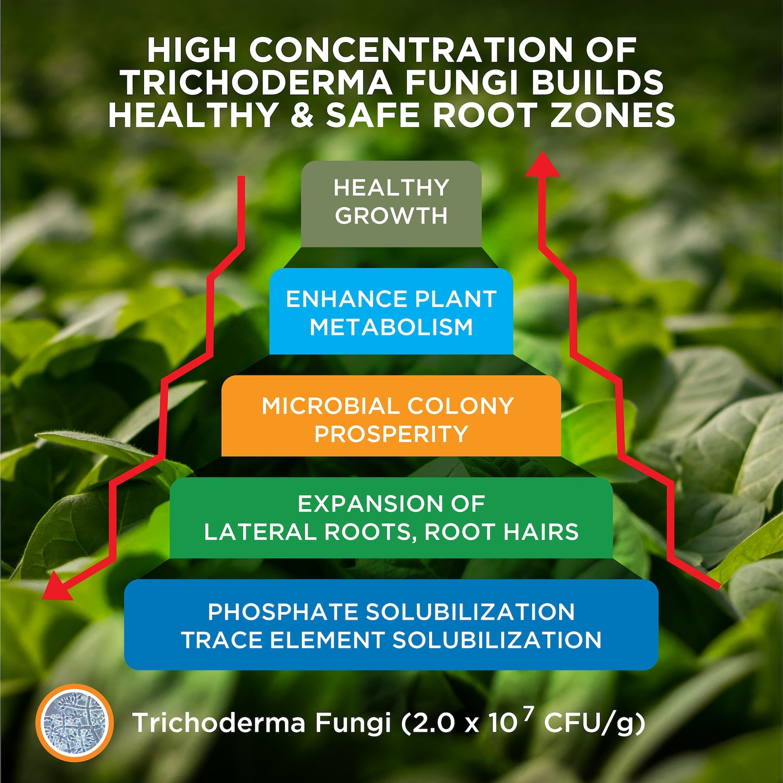 Mikro-root, Trichoderma Fungi for Healthier Root Management. Solubilize ...