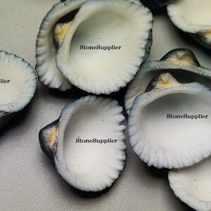 Aura Titanium Coated Shell Wholesale Prices Titanium Coated Shells ...