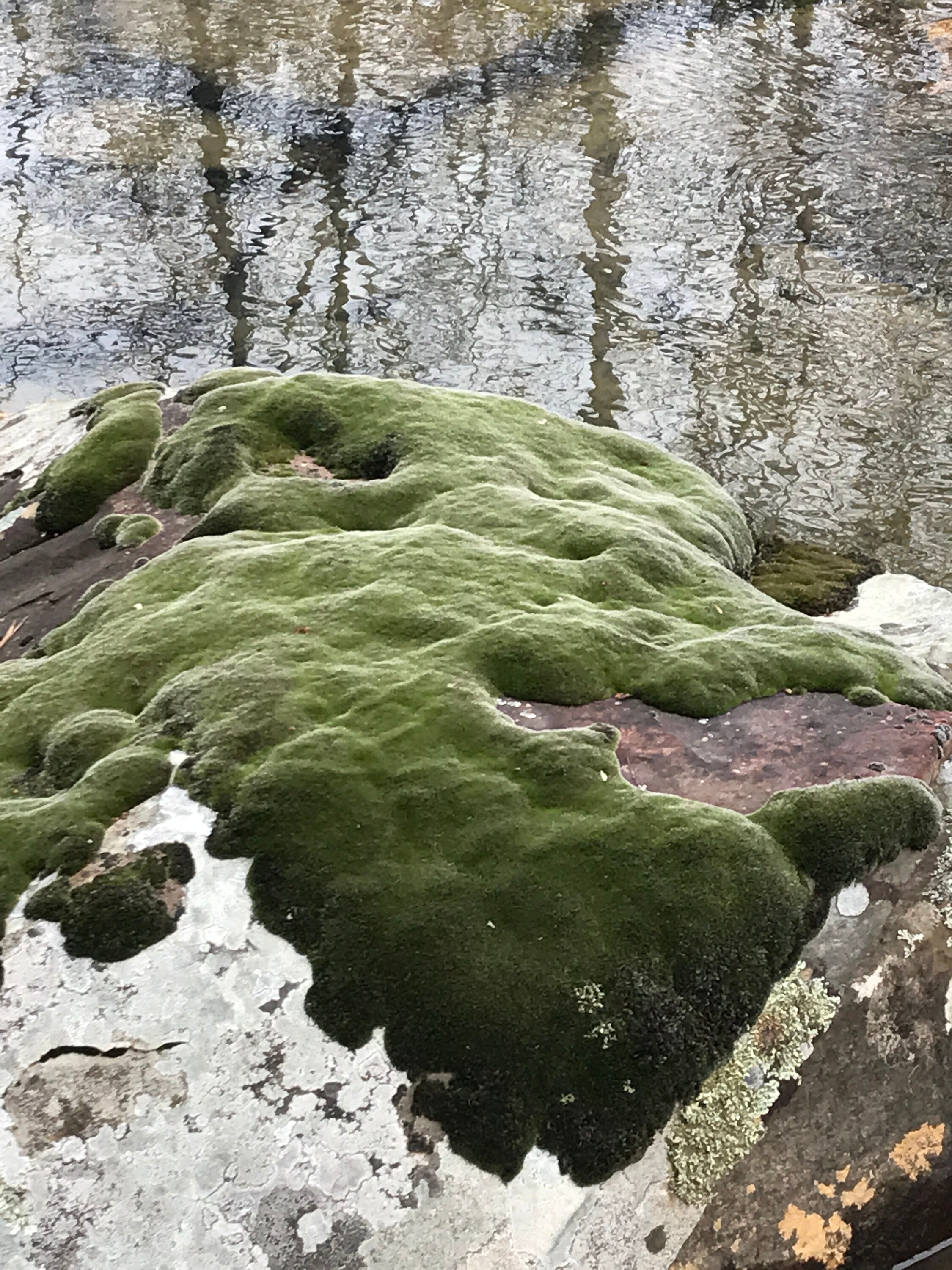 Super Fresh Assorted High Quality Moss Collected by Hand for Terrariums ...