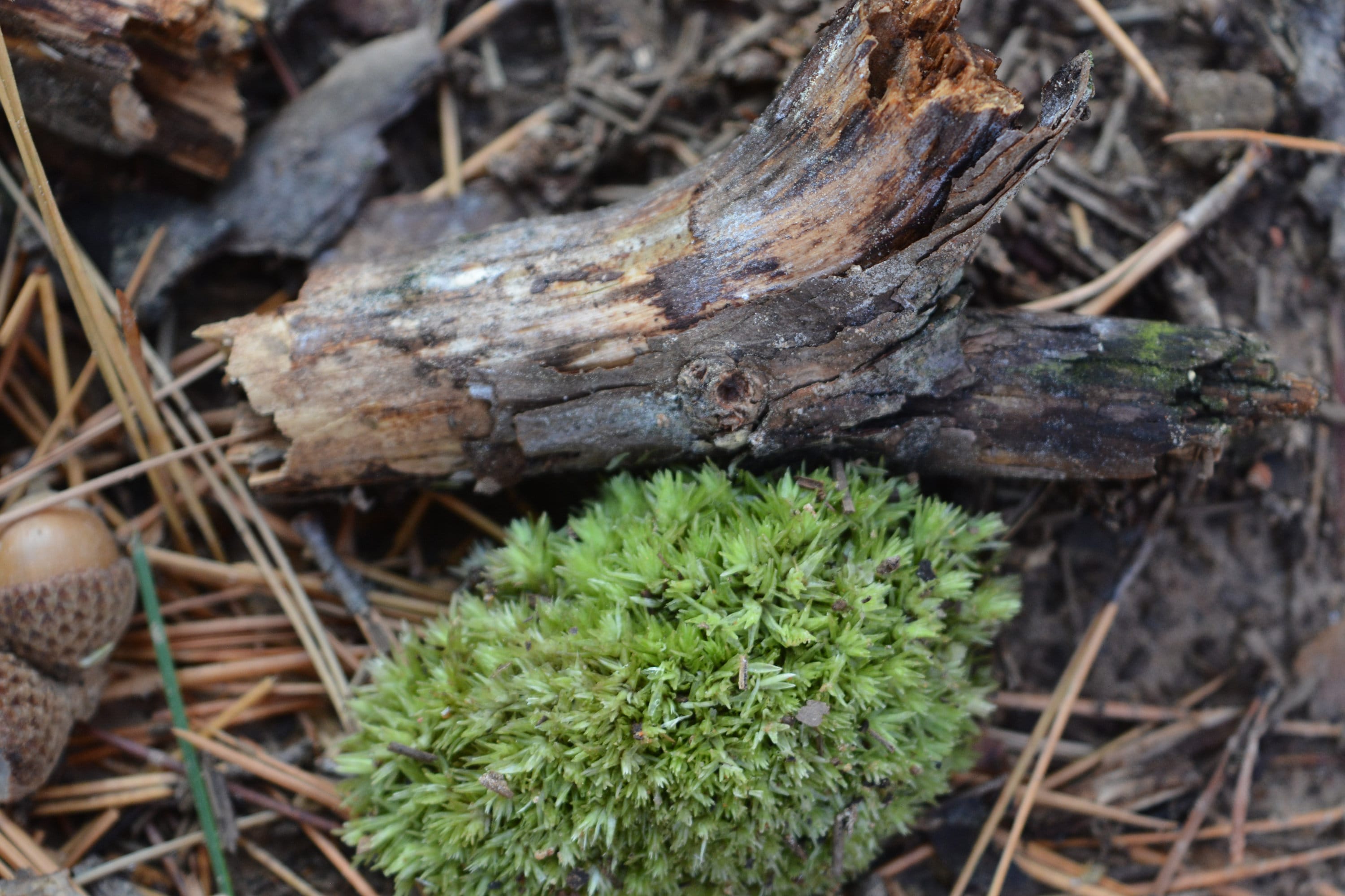 Super Fresh Assorted High Quality Moss Collected by Hand for Terrariums ...