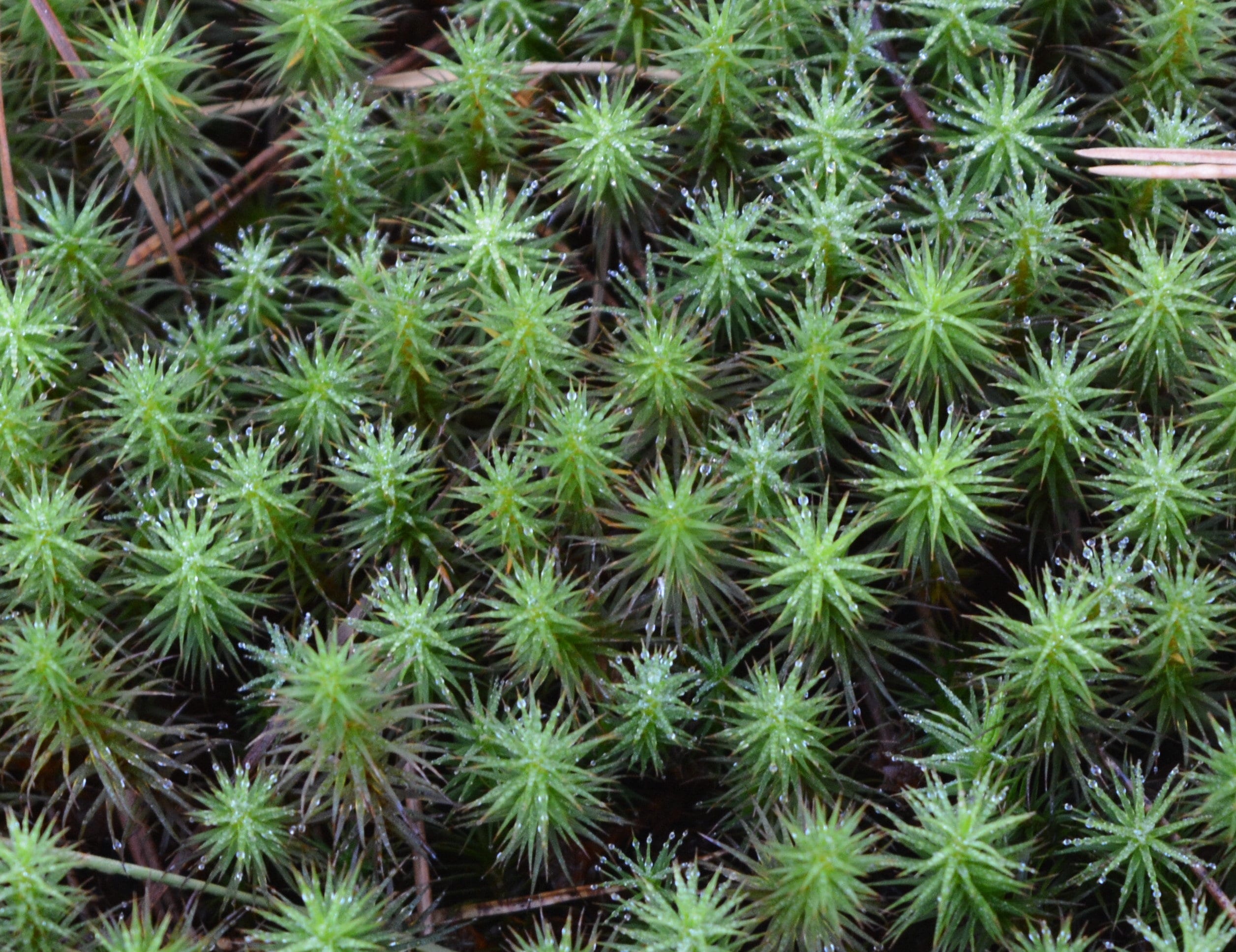 Super Fresh Assorted High Quality Moss Collected by Hand for Terrariums ...