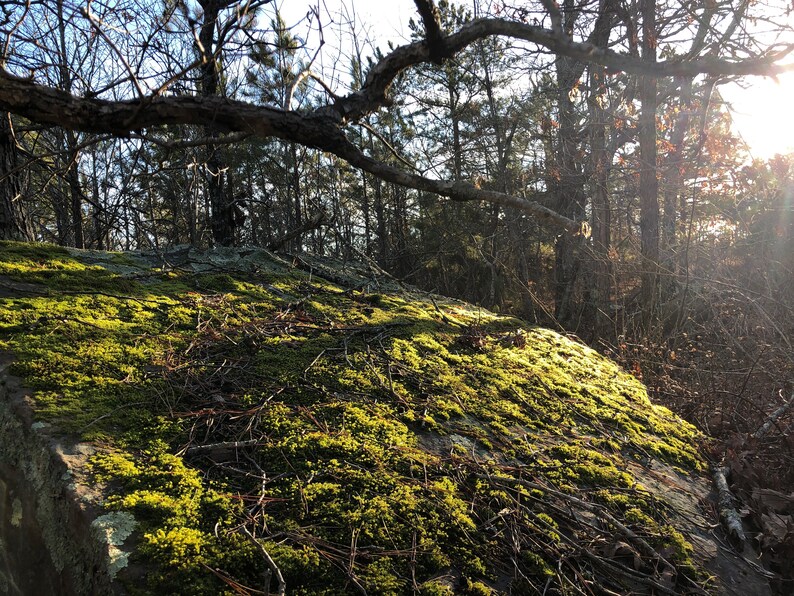 Super Fresh Assorted High Quality Moss Collected by Hand for Terrariums ...