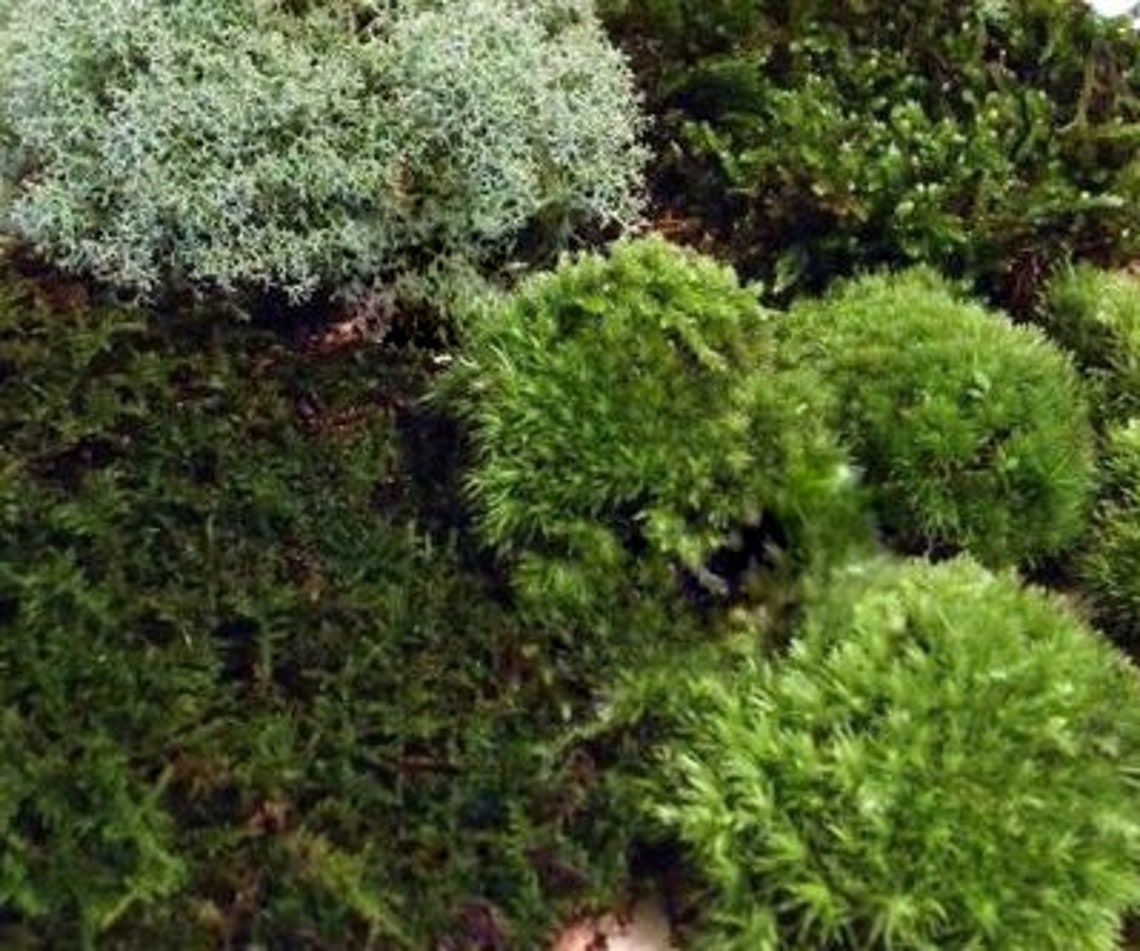 Super Fresh Assorted High Quality Moss Collected by Hand for - Etsy