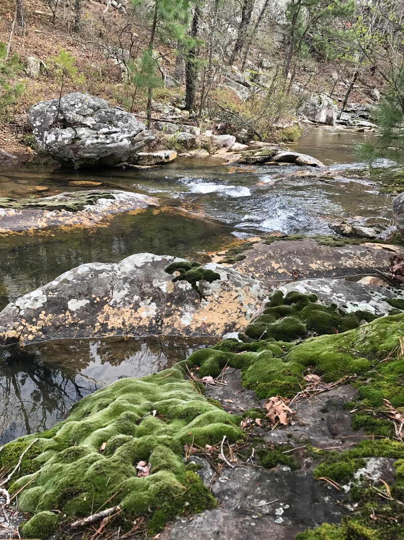 Super Fresh Assorted High Quality Moss Collected by Hand for | Etsy