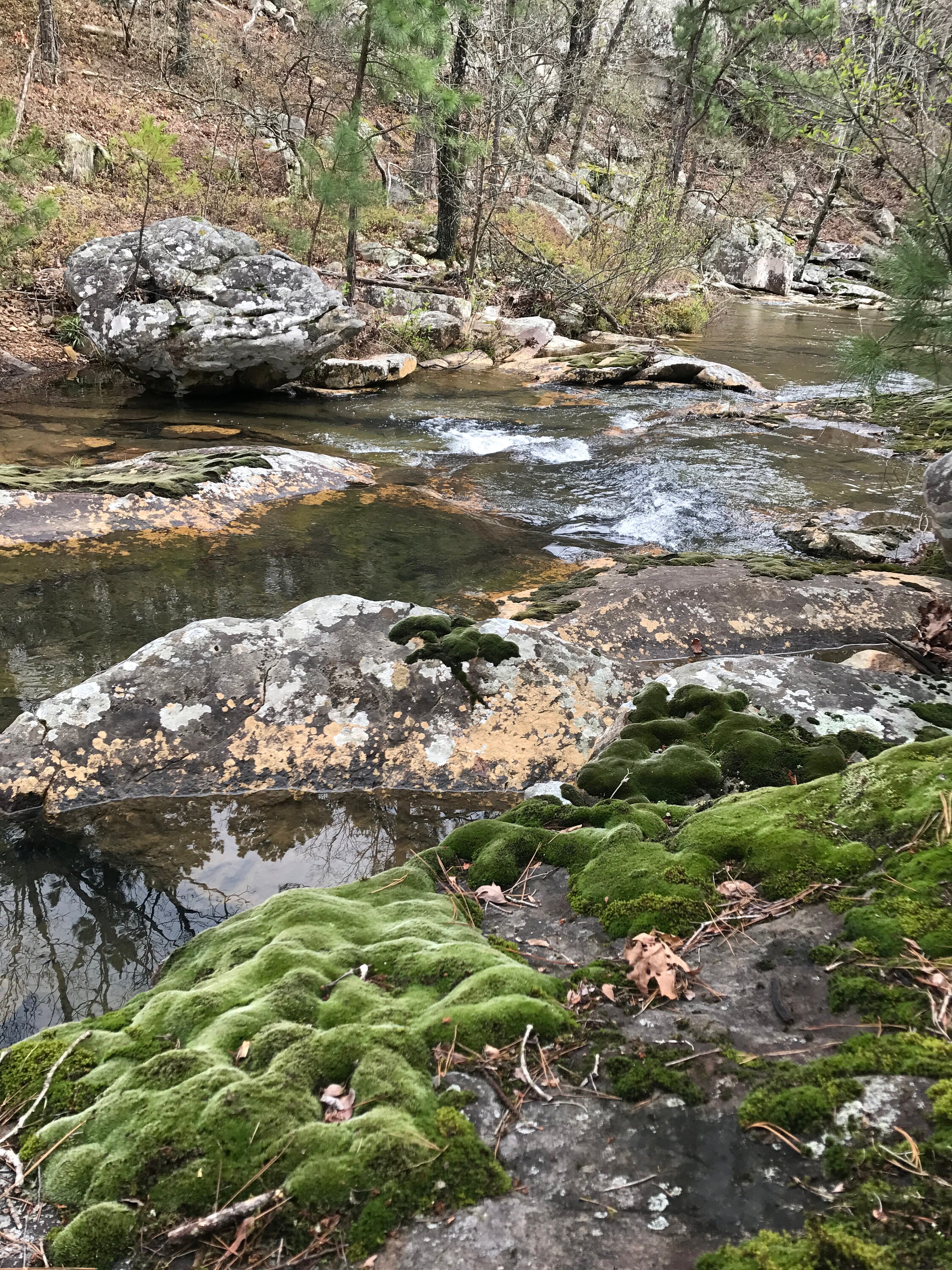Super Fresh Assorted High Quality Moss Collected by Hand for Terrariums ...