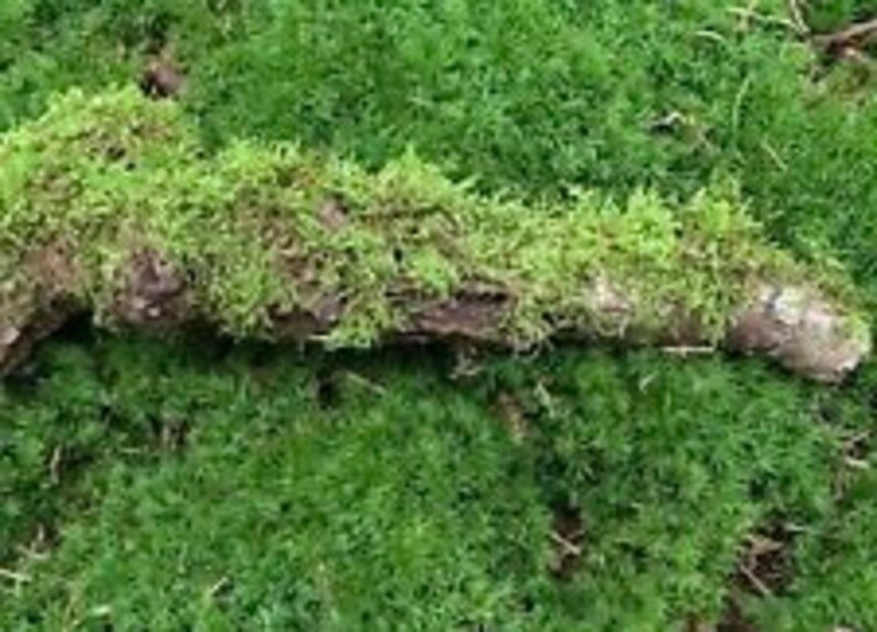Super Fresh Assorted High Quality Moss Collected by Hand for | Etsy