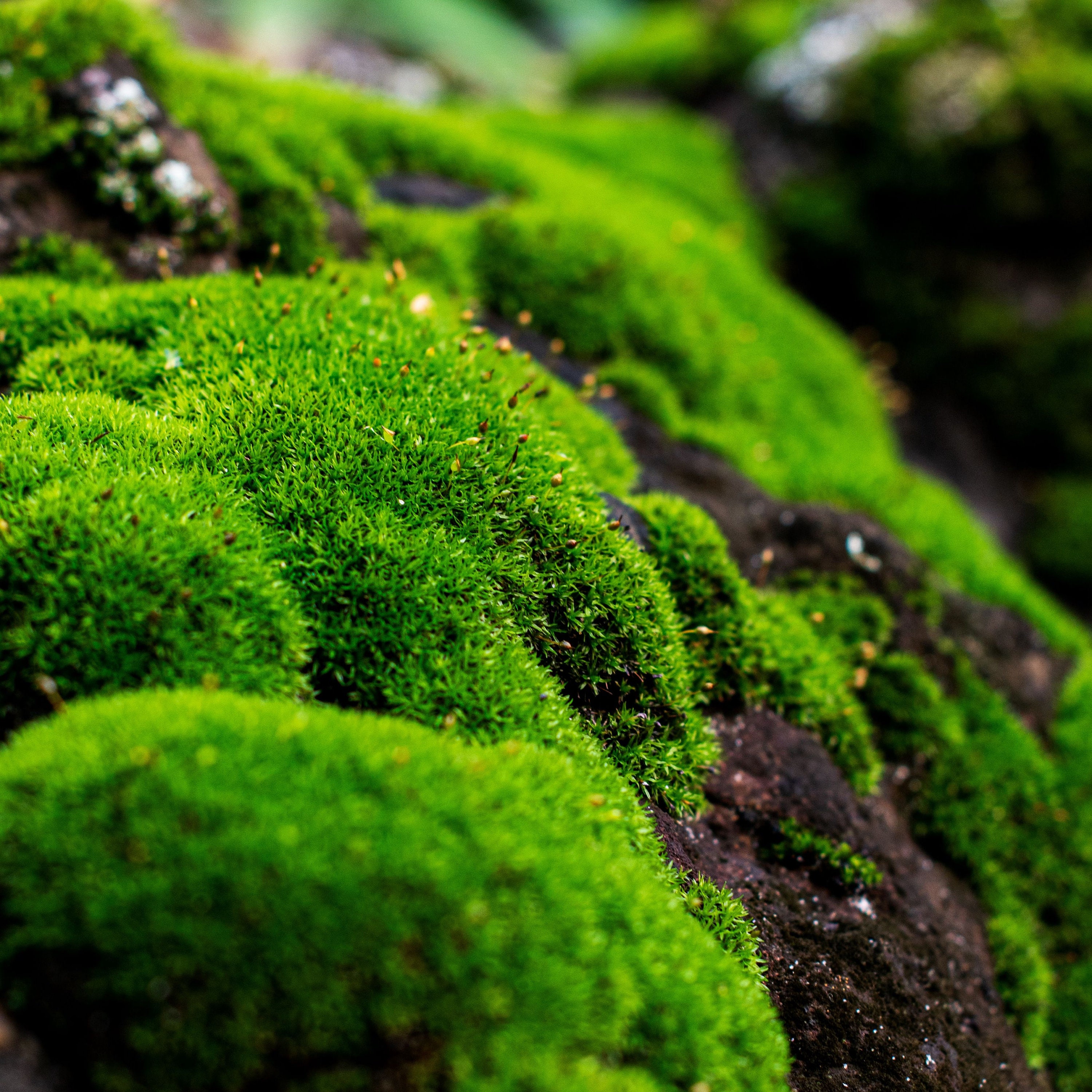 Super Fresh Assorted High Quality Moss Collected by Hand for Terrariums ...