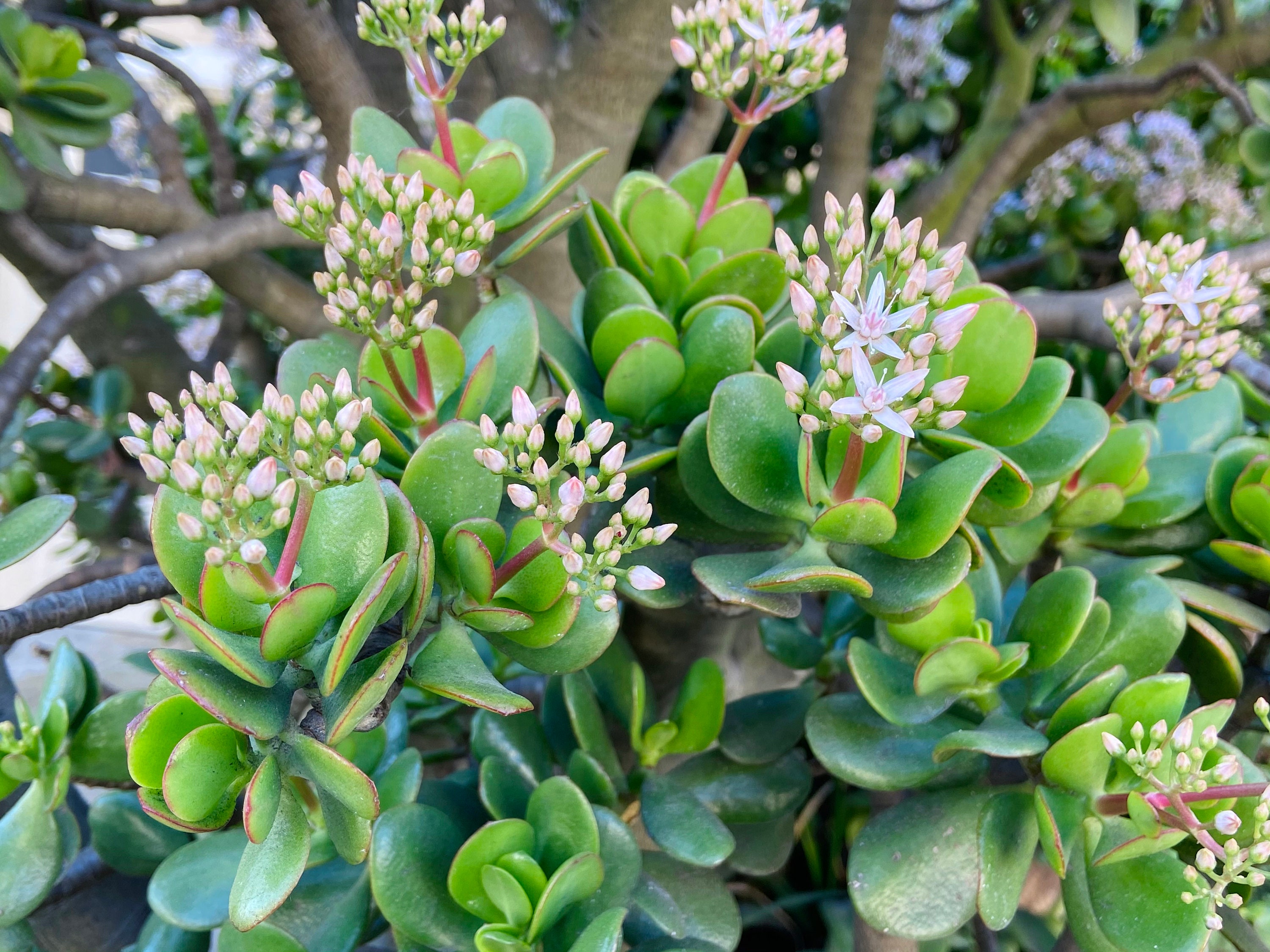 Jade Plant Money Plant Crassula Ovata Live Succulent | Etsy
