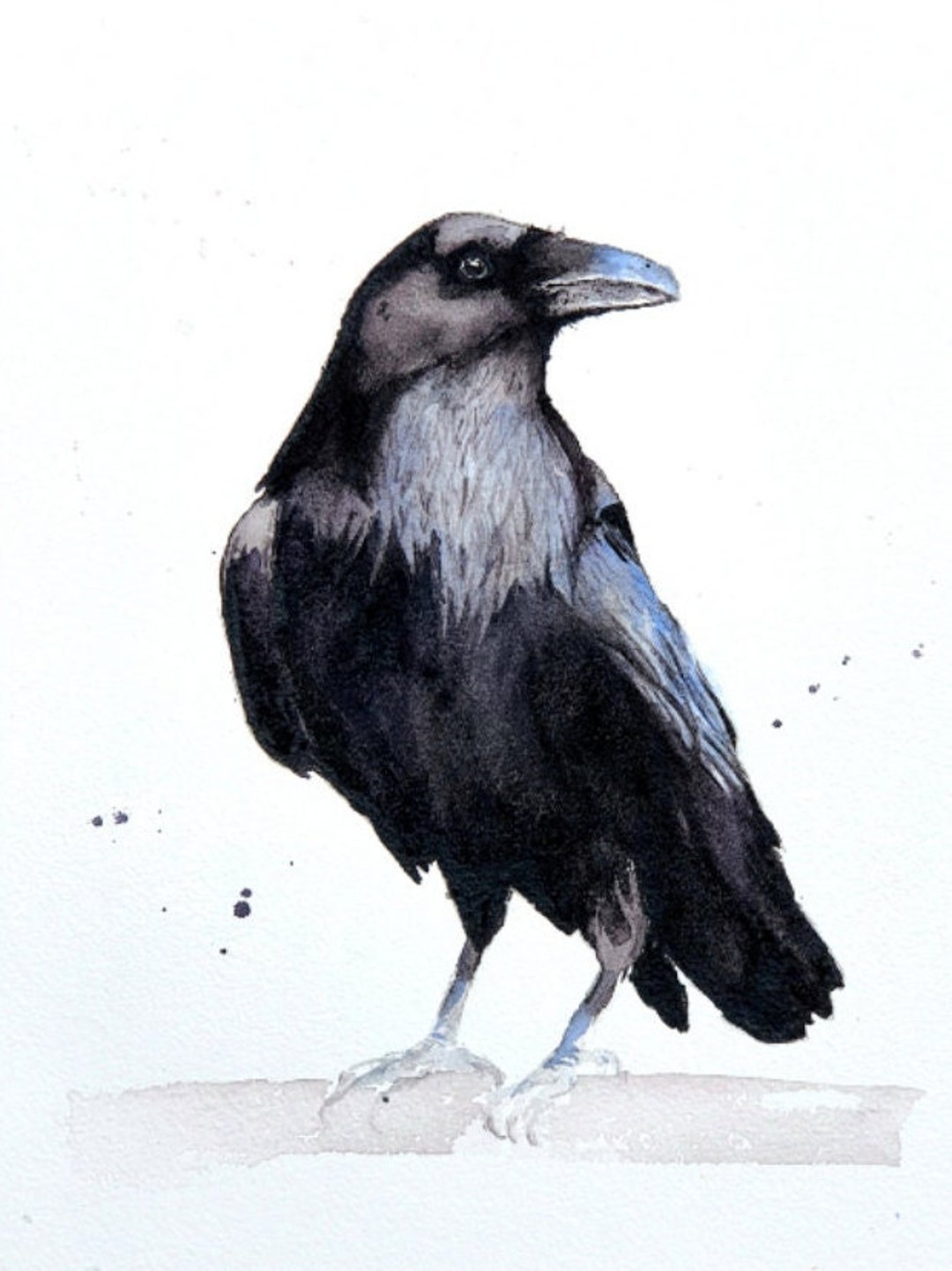 Watercolor Sitting Raven, Common Raven, Art Print High Quality and Hand ...