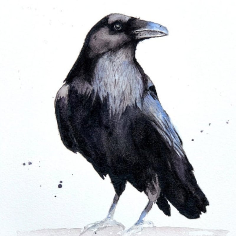 Raven Watercolor - Etsy