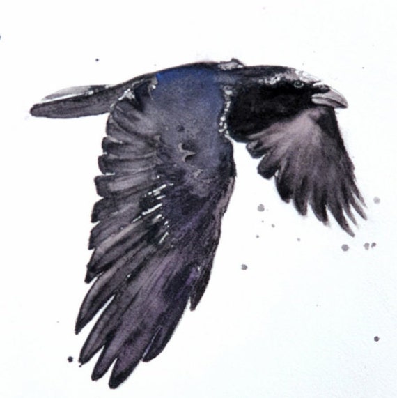 Vliegende Raaf Tekening