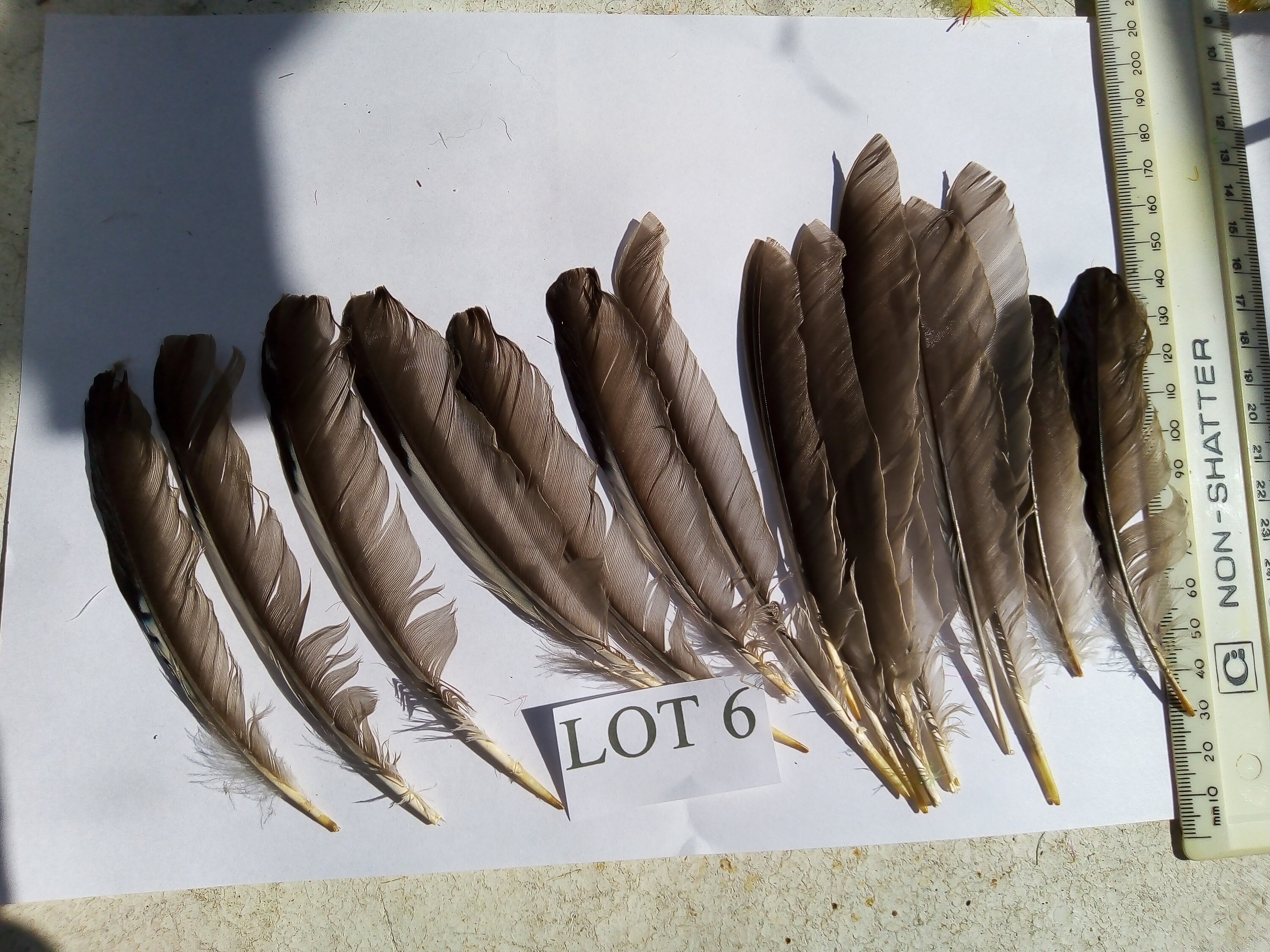 BLUE JAY FEATHERS Jay Feathers Eurasian Jay Feathers | Etsy