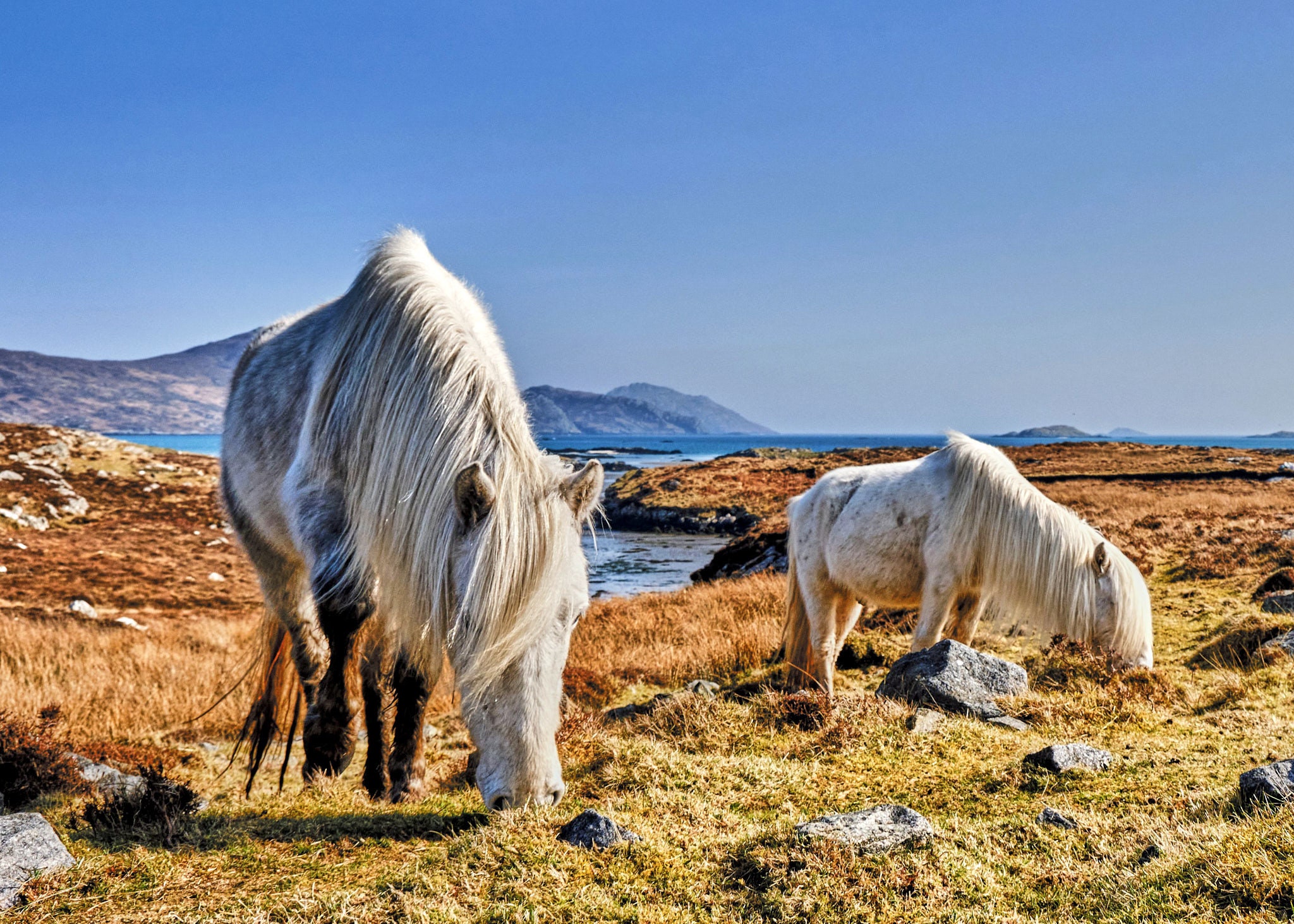 Eriskay Ponies, Scotland - Horse Photography Luxury Blank Greetings ...