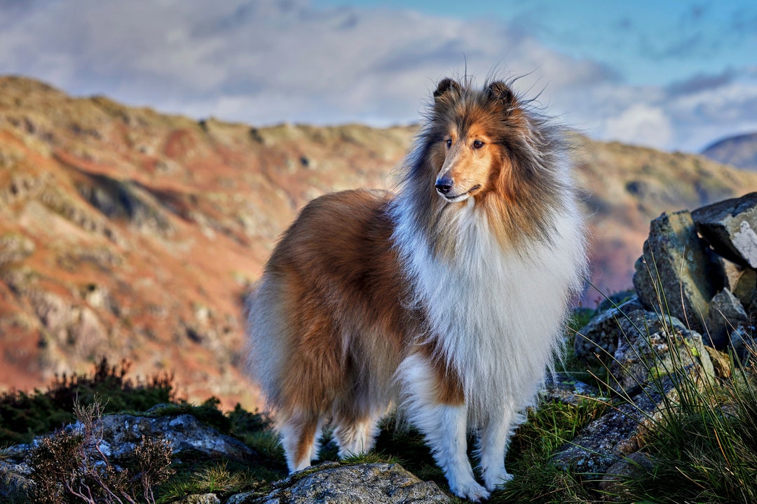 Rough Collie, Lassie Dog, Lake District - Luxury Blank Greetings Card ...