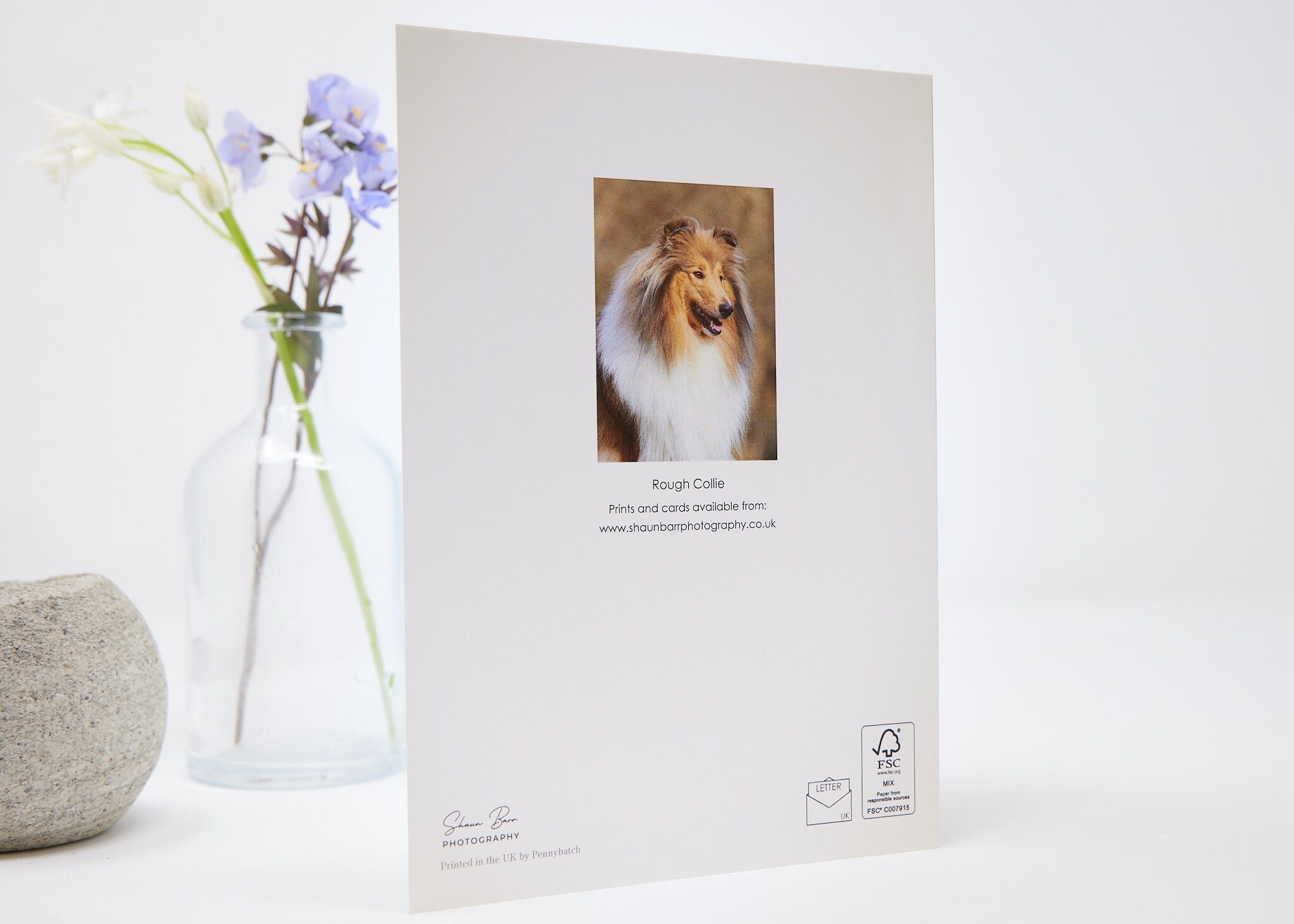 Rough Collie, Lassie Dog Photography - Luxury Blank Greetings Card - Etsy