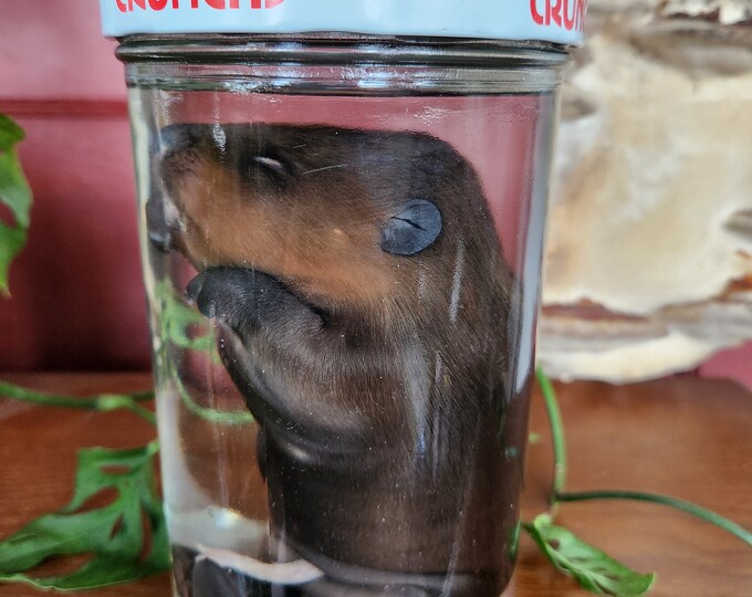 Fetal Beaver Kit Wet Specimen With Vintage Crunchy Jar - Etsy