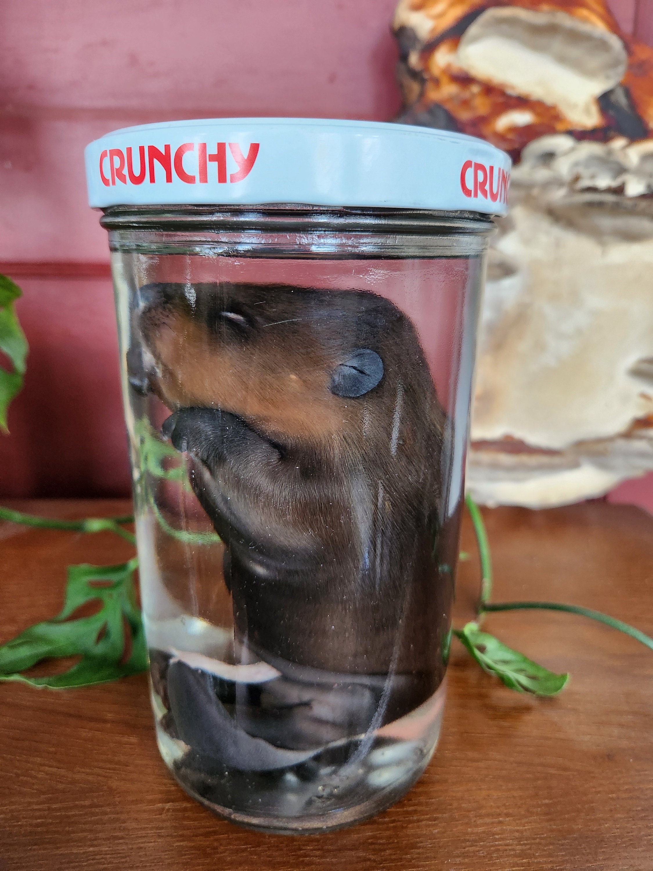 Fetal Beaver Kit Wet Specimen With Vintage Crunchy Jar - Etsy