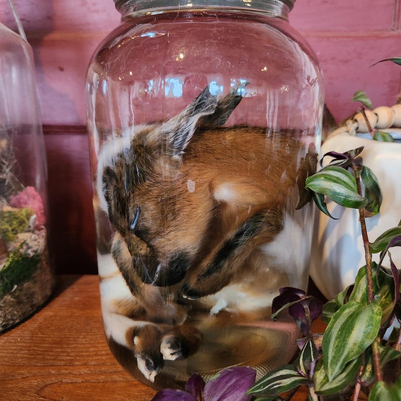 Wet Specimens - Etsy