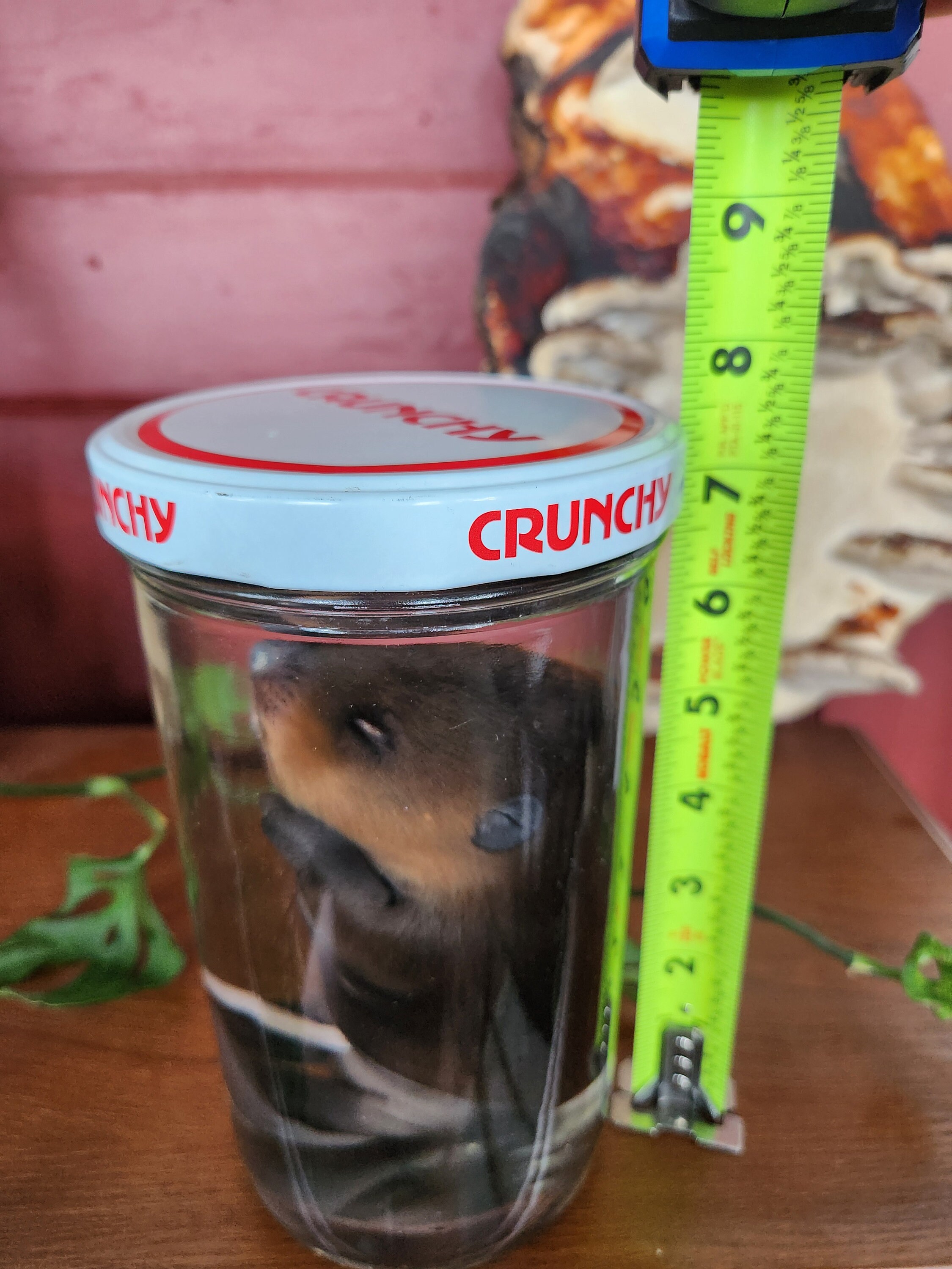 Fetal Beaver Kit Wet Specimen With Vintage Crunchy Jar - Etsy