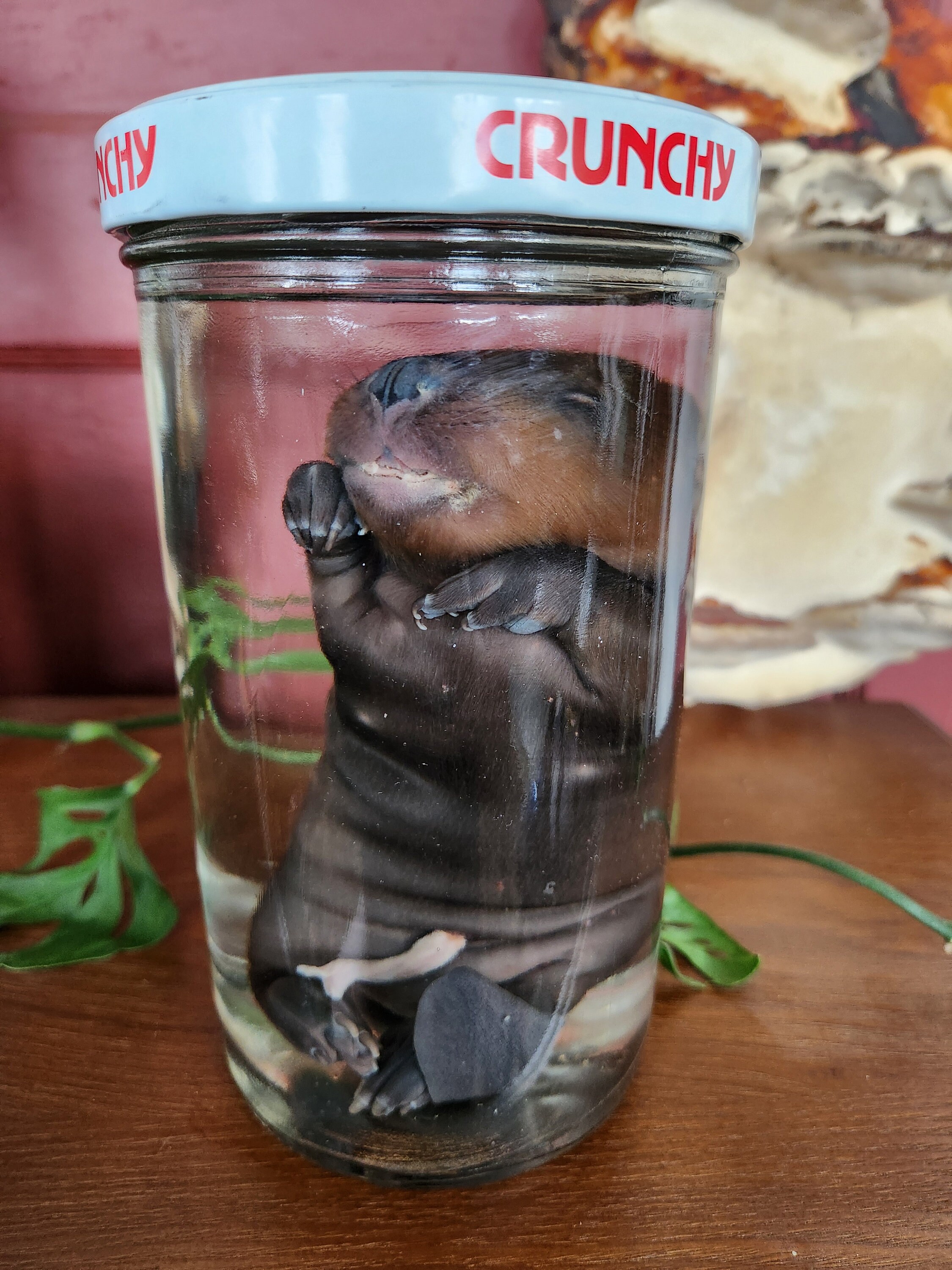 Fetal Beaver Kit Wet Specimen With Vintage Crunchy Jar - Etsy