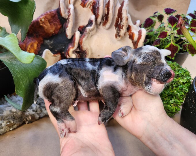 Newborn Kunekune Piglet Pig Wet Specimen in Glass Jar - Etsy