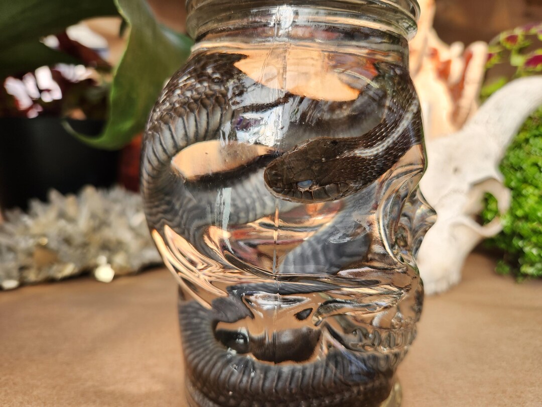 Garter Snake Wet Specimen in Glass Skull Jar - Etsy