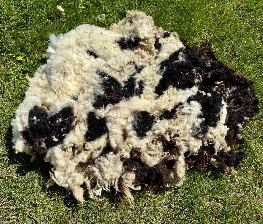 Organic Raw Jacob Sheep Whole Fleece Wool for Craft (paimon) - Etsy