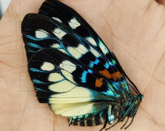 Erasmia Pulchella - Etsy