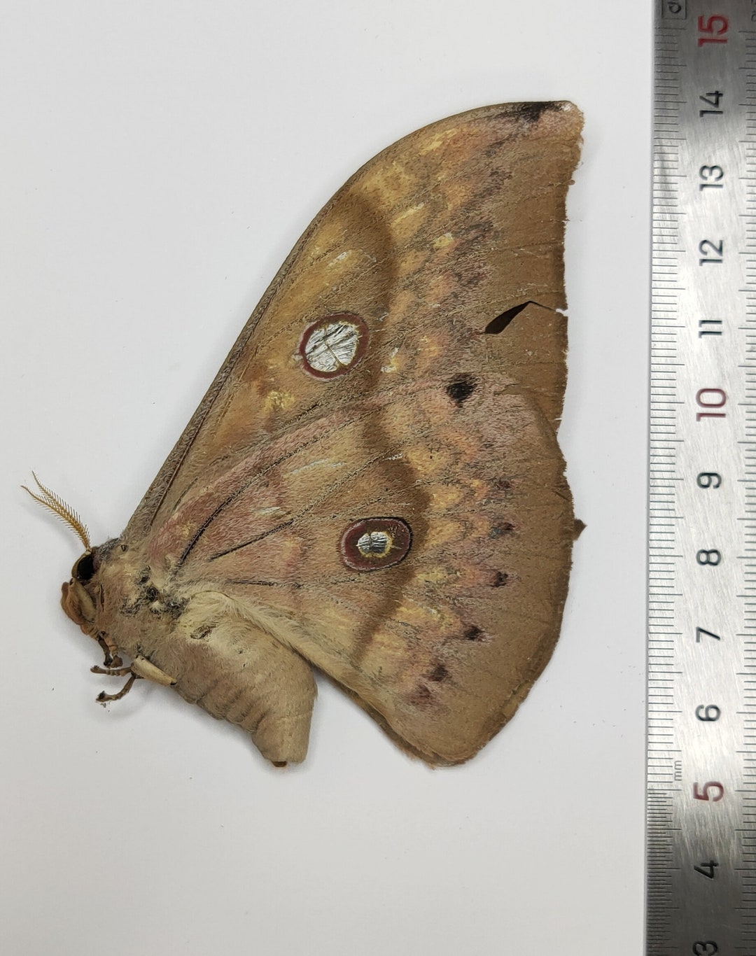A/A2 Female Antheraea Frithi BIG Unspreaddry Insects - Etsy