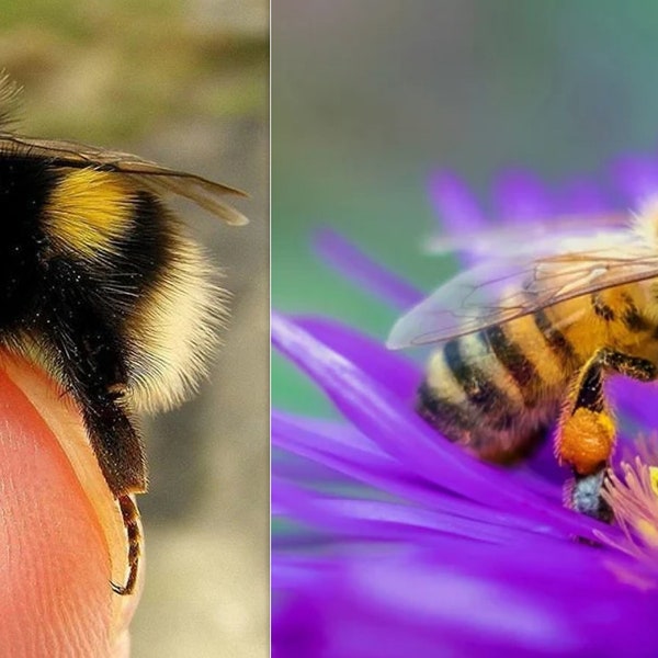 Real Bee Taxidermy - Etsy