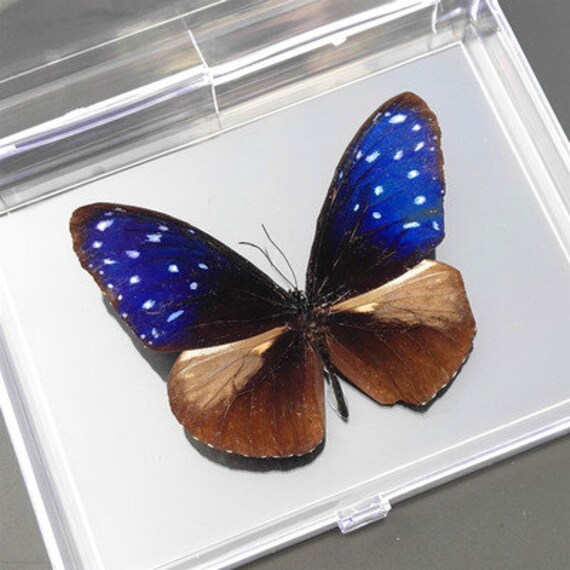 Real Butterfly Frame Special Butterfly Christmas Gifts - Etsy