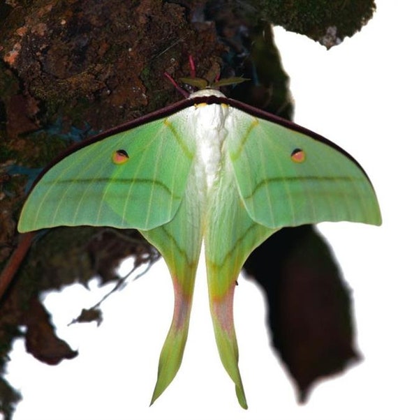 Animal Mounts Unmounted dry Insects taxidermy 5pcs Actias Saturniidae ...