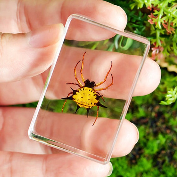 Animal Mounts Home & Living Special Collection Dry Insects taxidermy ...