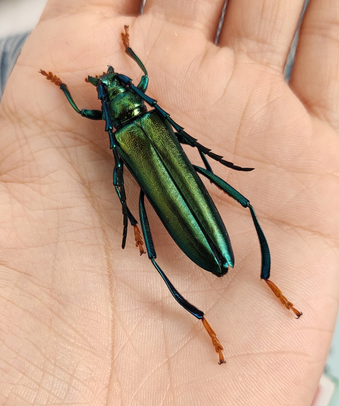 Aphrodisium Sp A1 Male Unspread 1pcs Dry Insects - Etsy