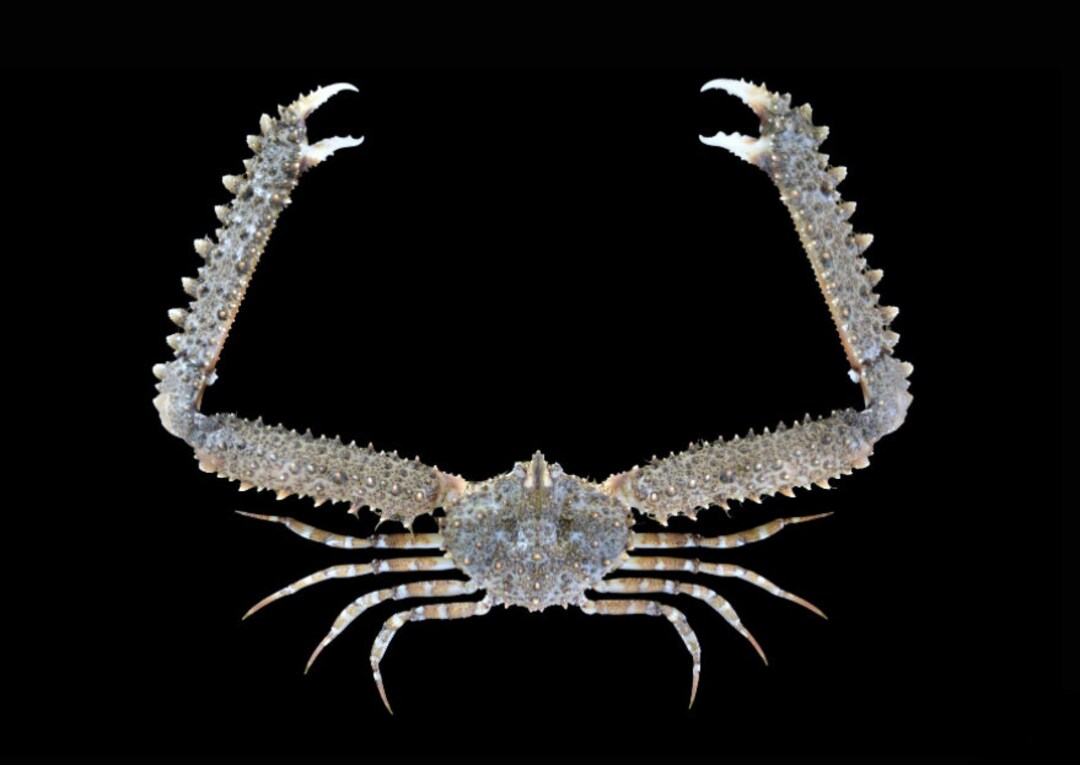 1pcs, Parthenope Validus, Unspread,, Real Crab, Nature History ...