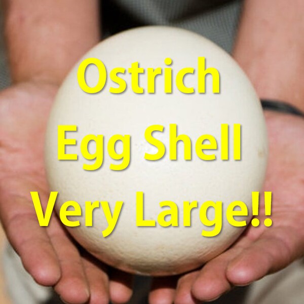 Ostrich Egg Shells - Etsy