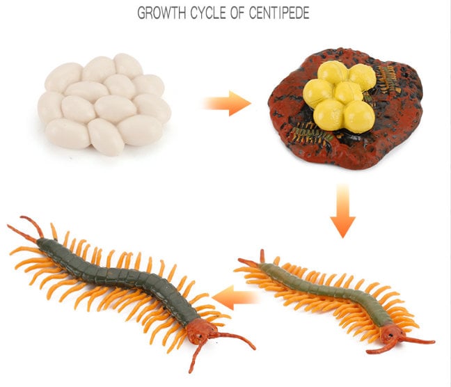 Life Cycle Of A Centipede