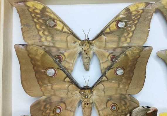 Taxidermy & Curiosities male and female Silk Moths A pair of Antheraea ...